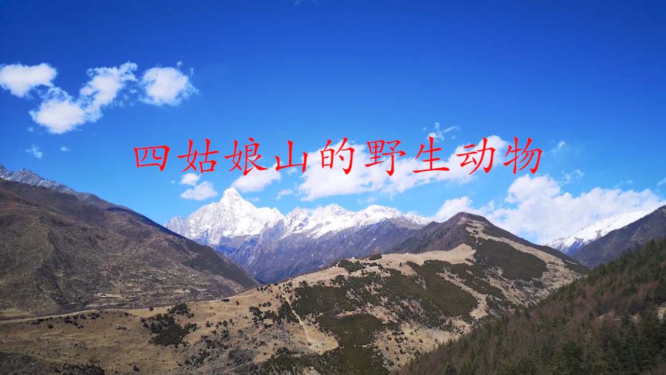 Home - Siguniangshan Scenic Area